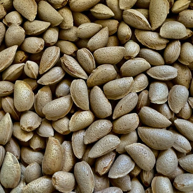 Buy Mesh Bag of Artajo Almonds with Shell – 2 kg